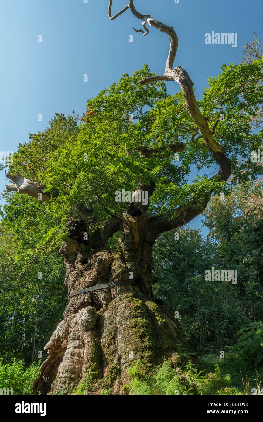 Savernake forest big belly oak hi-res stock photography and images - Alamy
