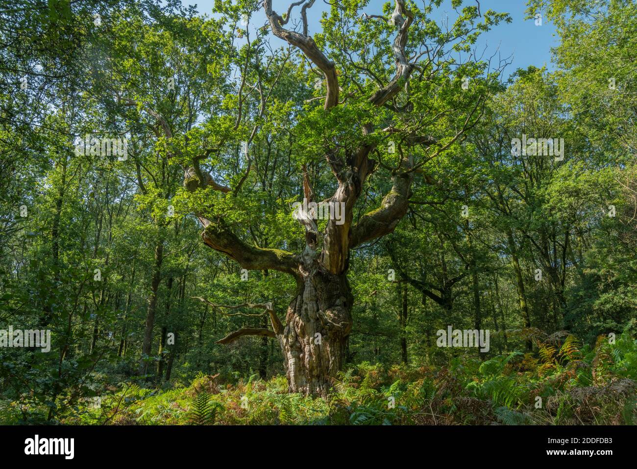 Royal oak tree hi-res stock photography and images - Alamy