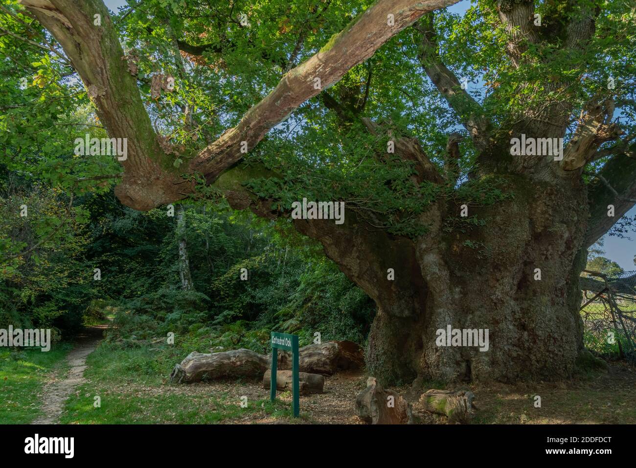 The ancient Cathedral Oak, in Savernake Forest, Wiltshire. Pedunculate ...