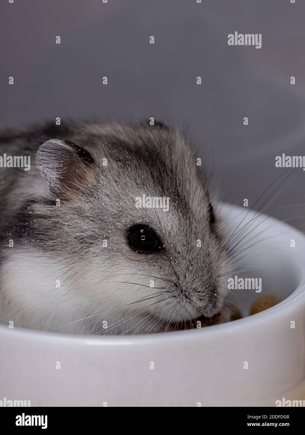 Campbell's dwarf hamster of the species Phodopus campbelli Stock Photo ...