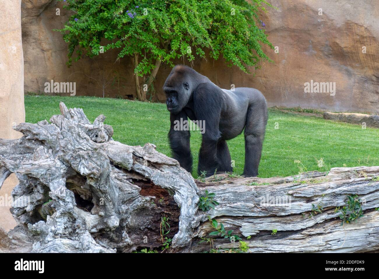 A view of a gorilla walking in the zoo Stock Photo - Alamy