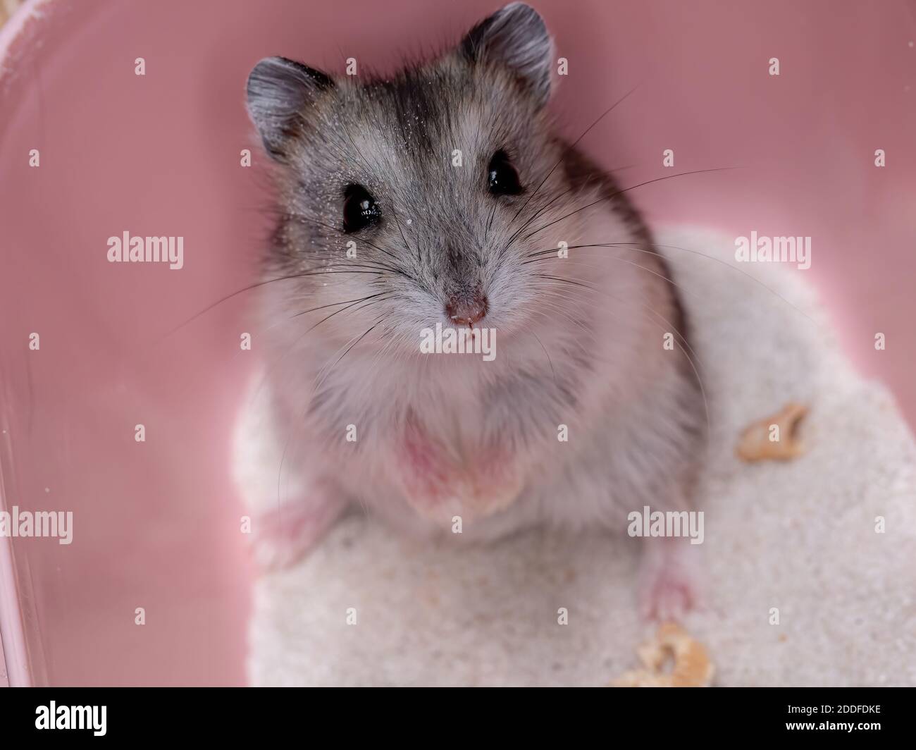 Phodopus campbelli hi-res stock photography and images - Alamy