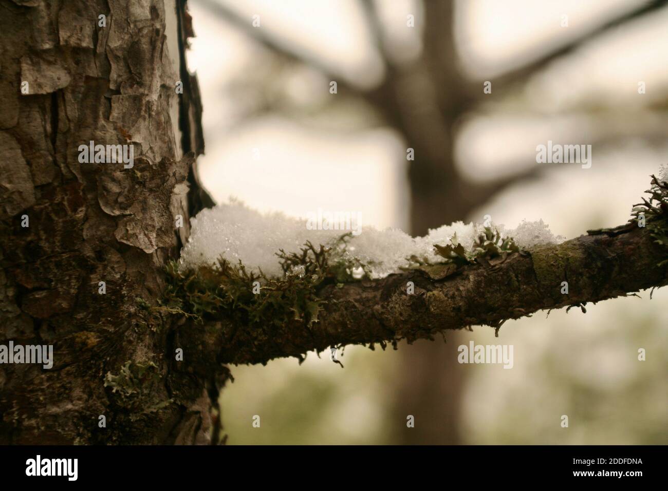 Snow pieces on arm of pine tree needles in a forest. New year and ...