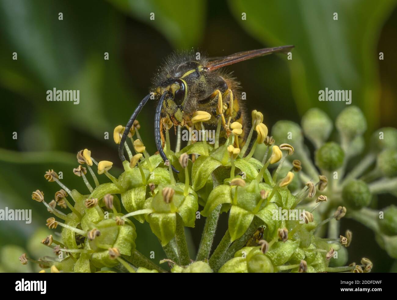 Ivy Common High Resolution Stock Photography and Images - Alamy