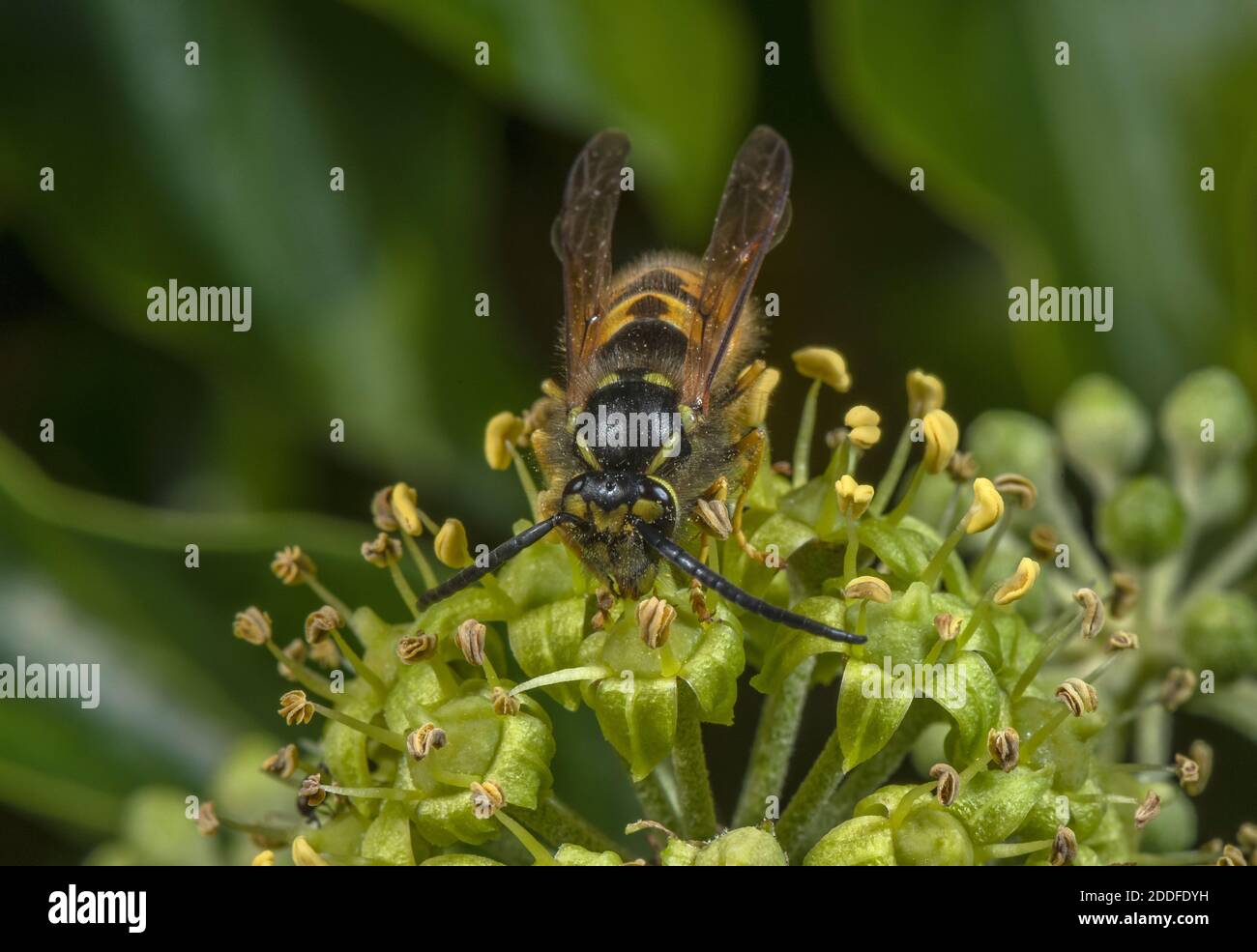 Common wasp, Vespula vulgaris, feeding on Ivy flowers in late summer ...