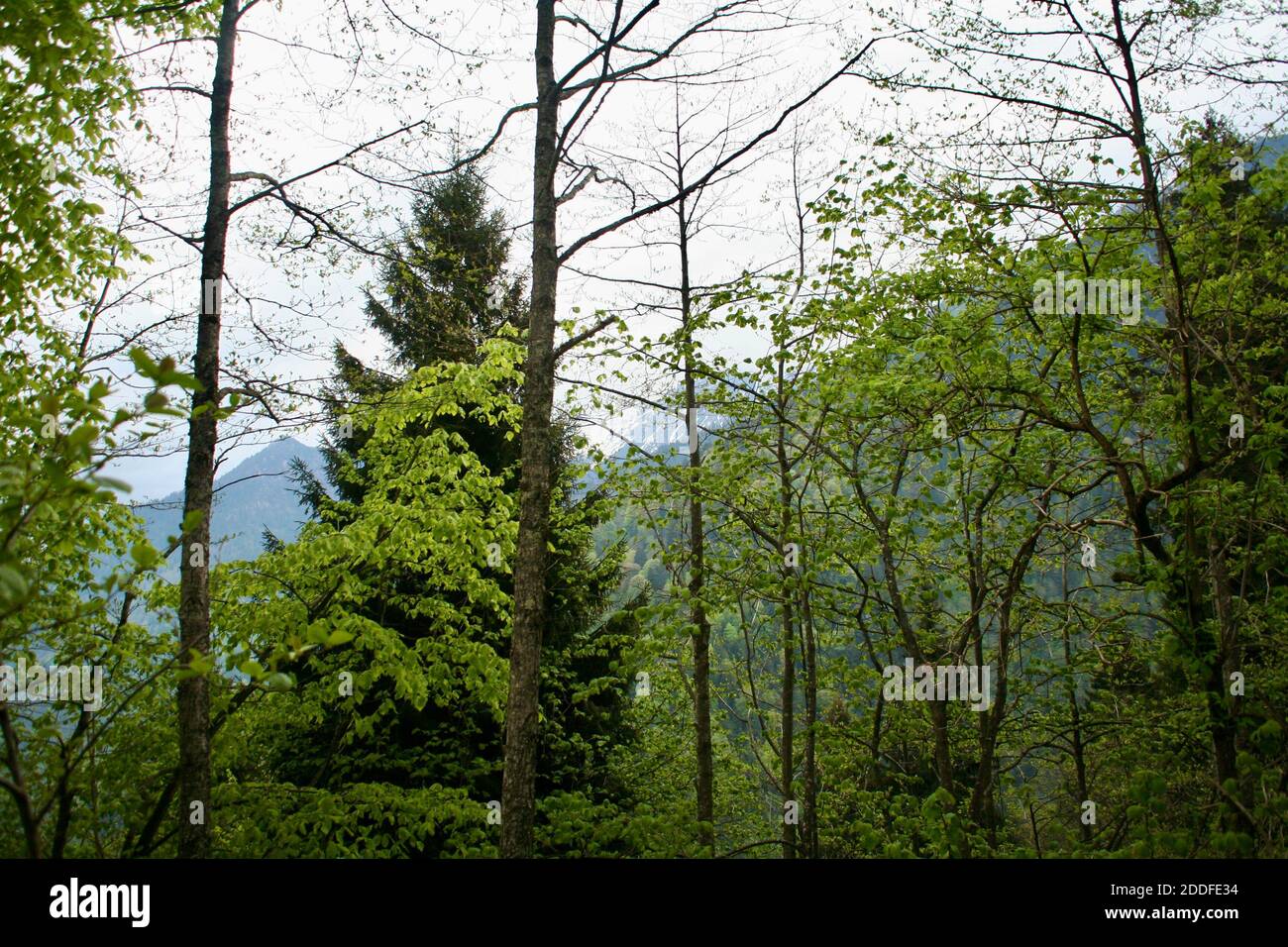 Tall fully grown healthy trees in a forest with bright green leaves and ...