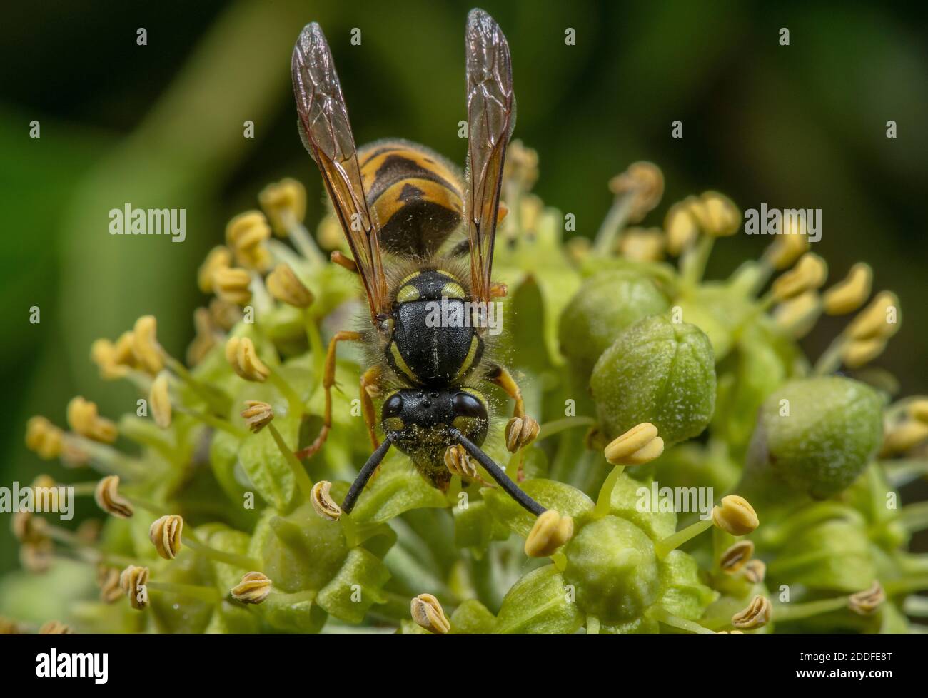 Ivy Common High Resolution Stock Photography and Images - Alamy