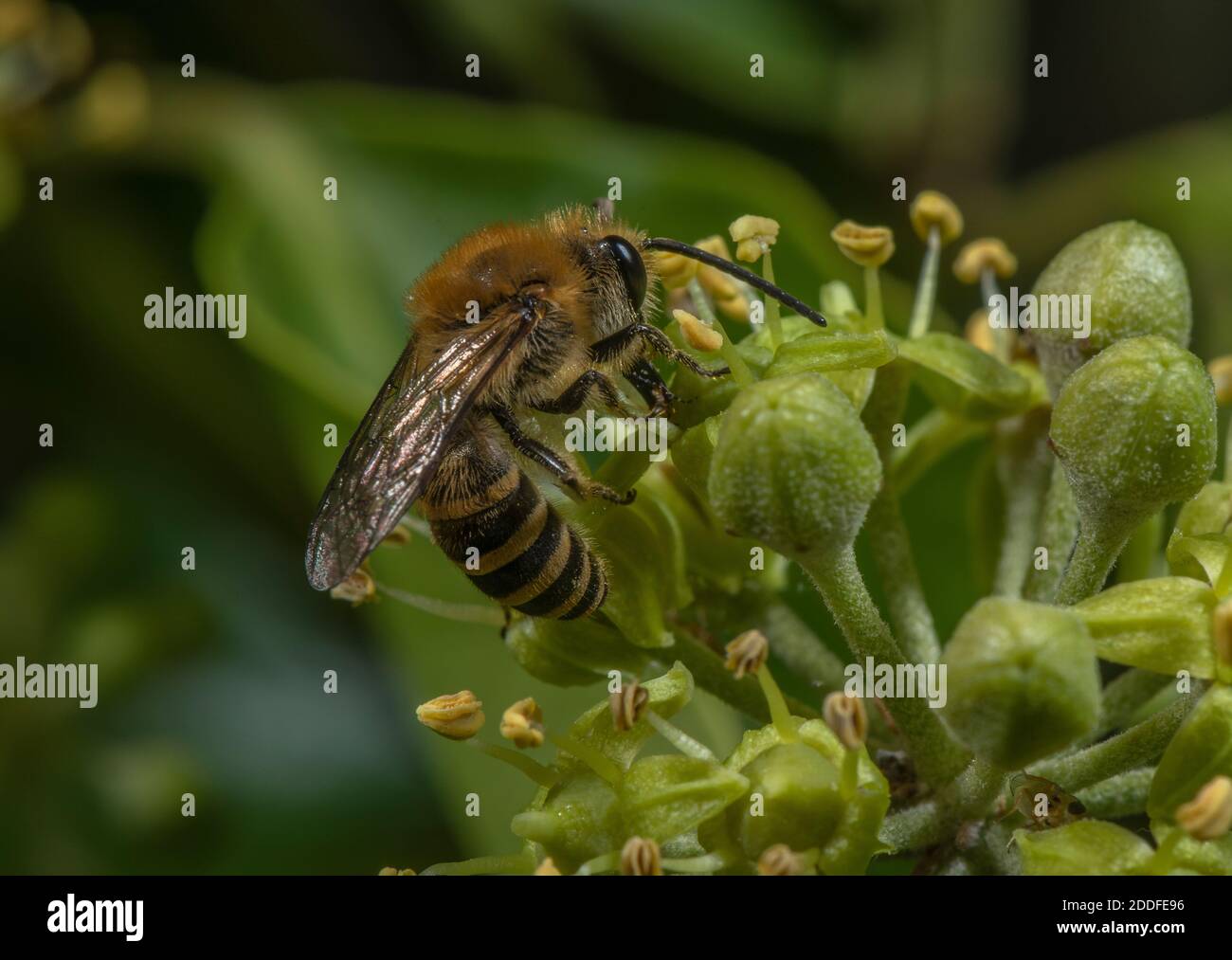Ivy bee colony hi-res stock photography and images - Alamy