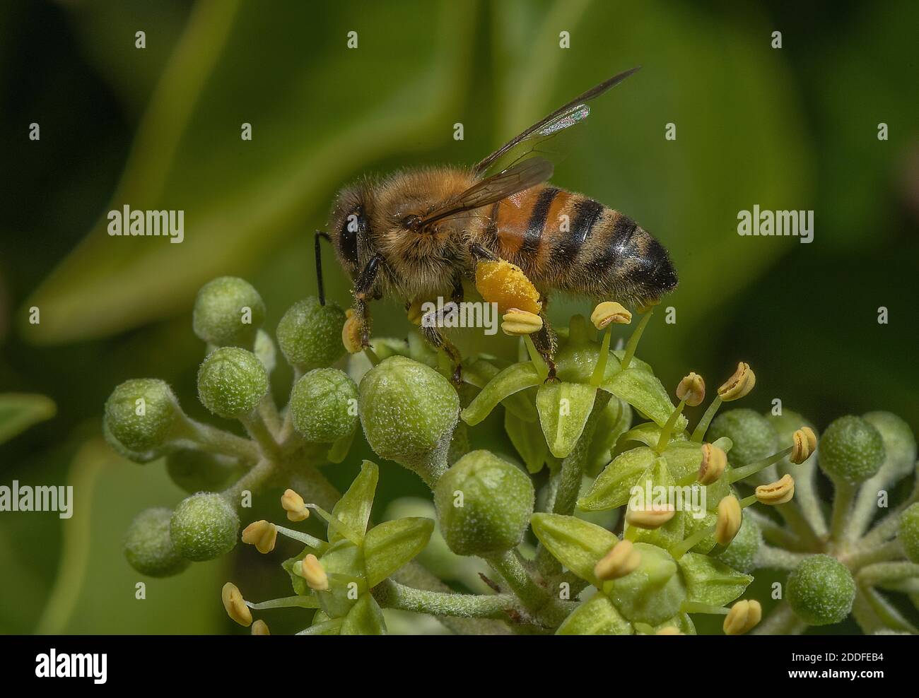 Hymenoptera autumn honey bee hi-res stock photography and images - Alamy