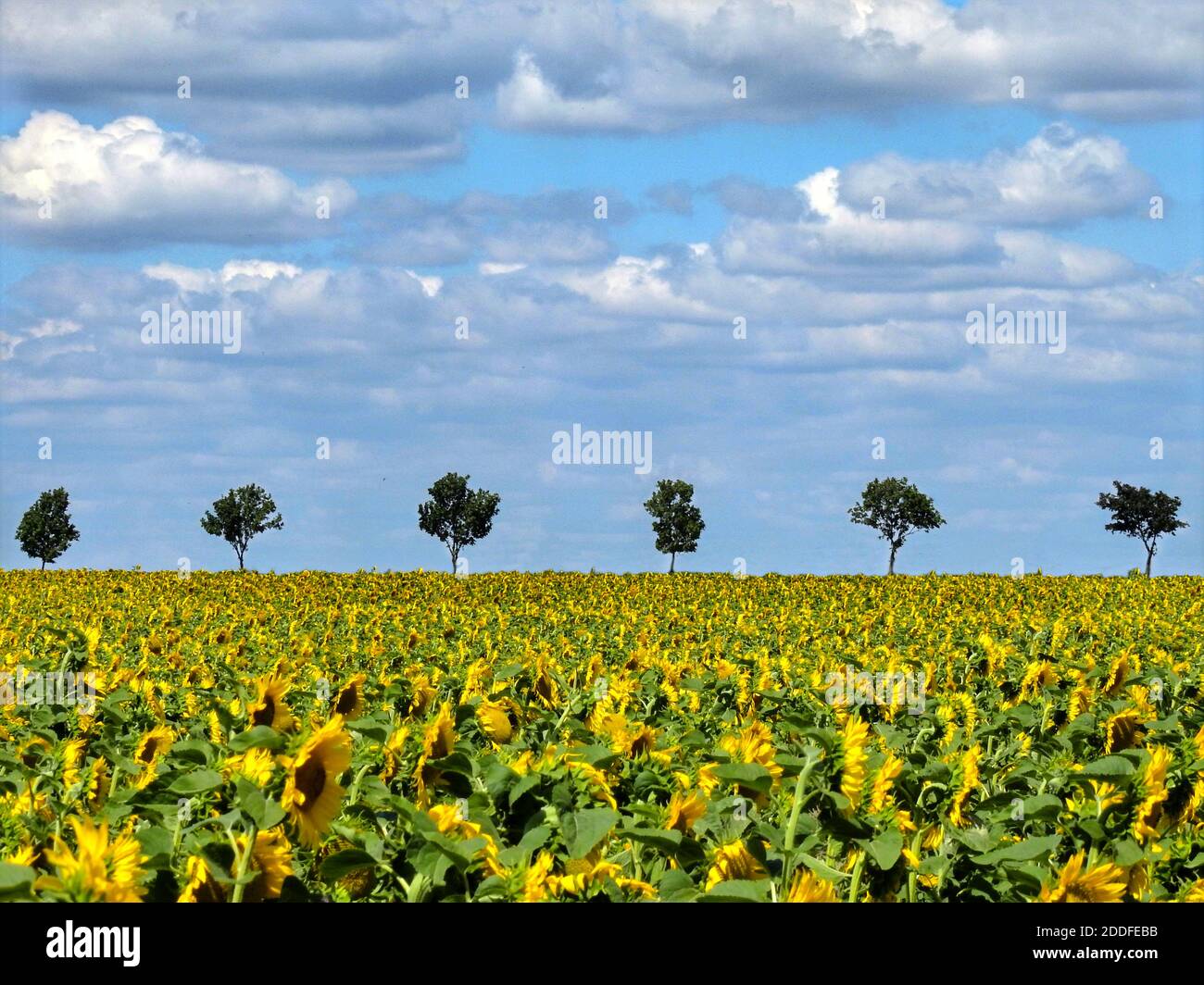 Natural sunflower scenery hi-res stock photography and images - Alamy