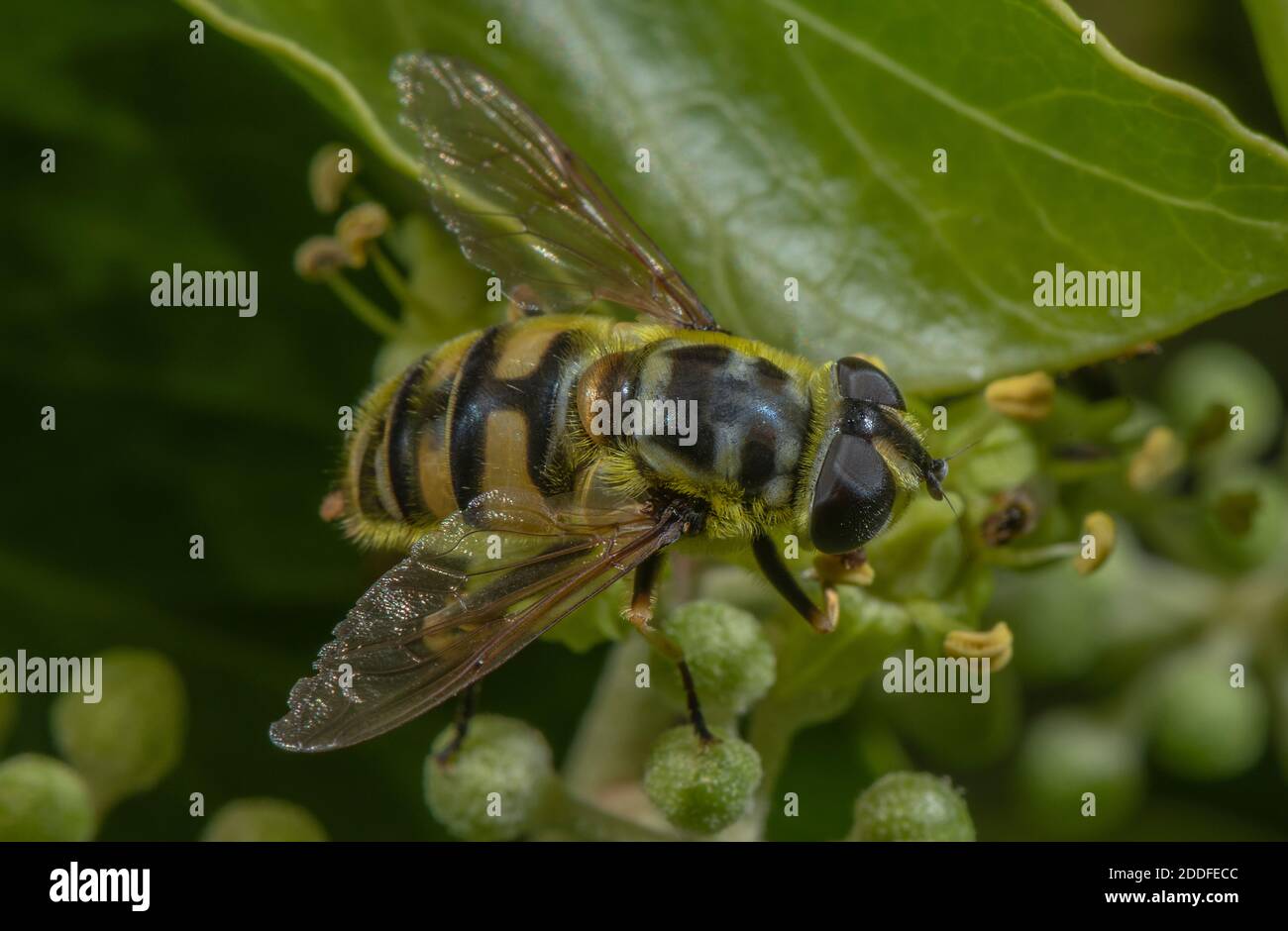 A hoverfly, Batman Hoverfly, Myathropa florea, feeding on Ivy flowers ...