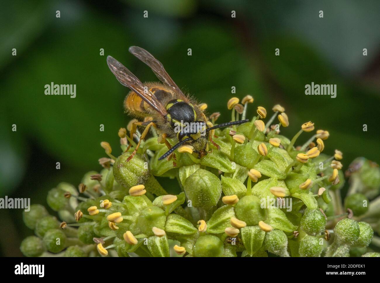 Ivy flowers insect hi-res stock photography and images - Alamy