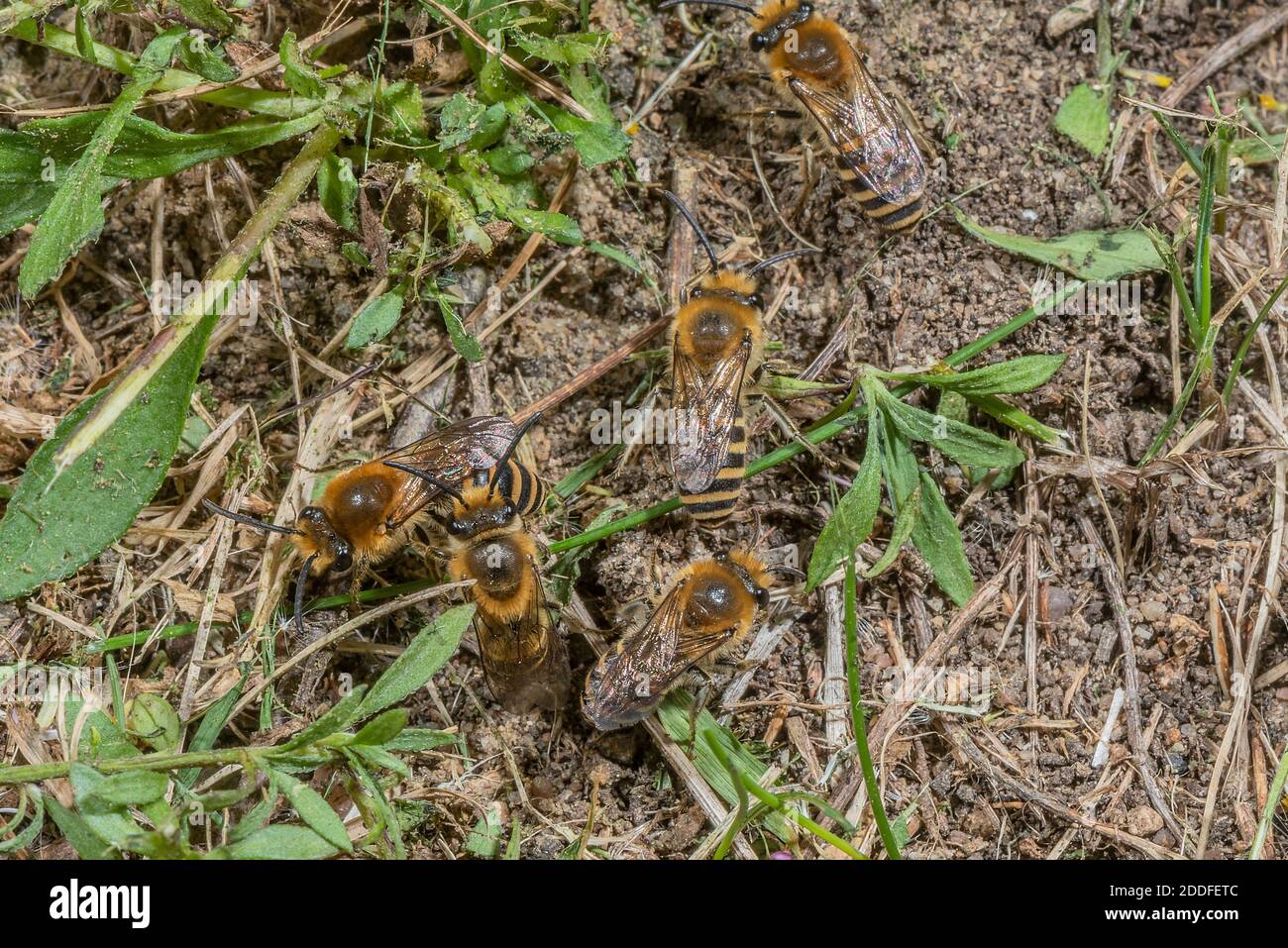 Mating bees hi-res stock photography and images - Alamy
