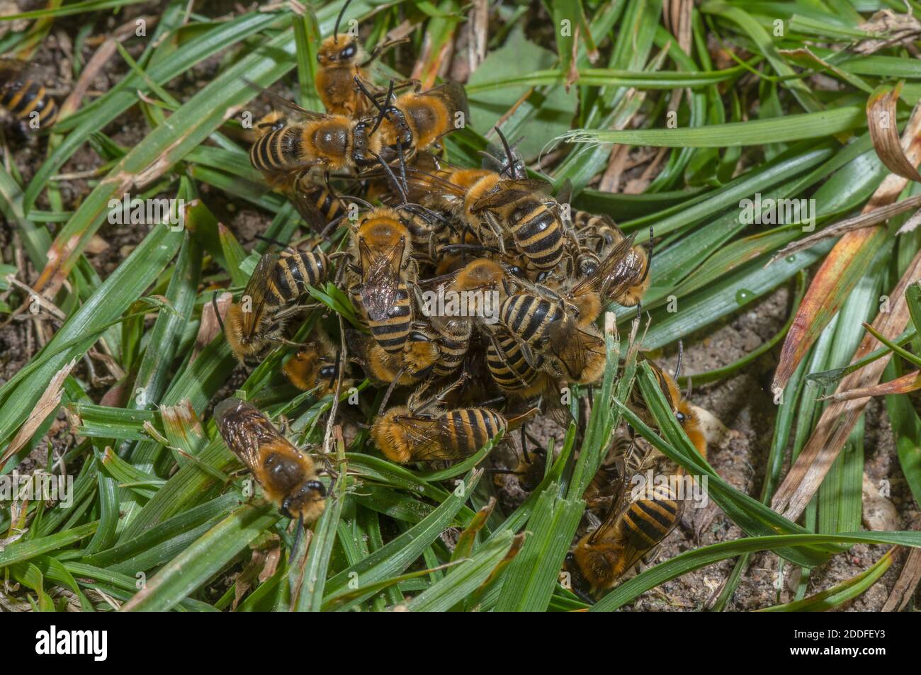 Bees mating ball hi-res stock photography and images - Alamy