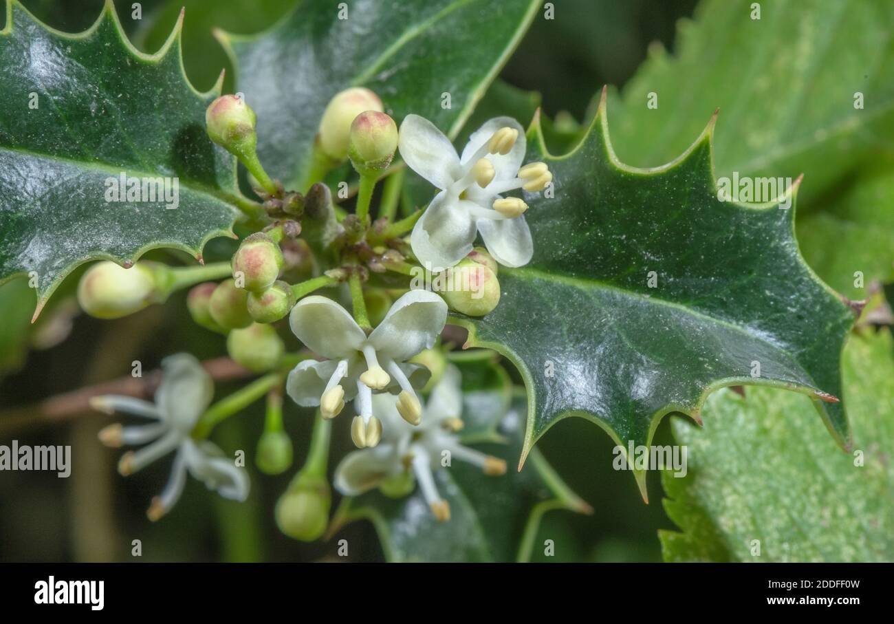 Male holly flowers hi-res stock photography and images - Alamy