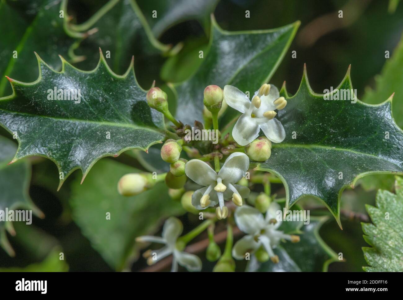Male holly flowers hi-res stock photography and images - Alamy