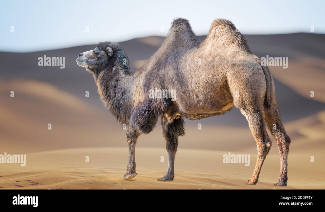Camel in sand desert. Dunes in background Stock Photo - Alamy