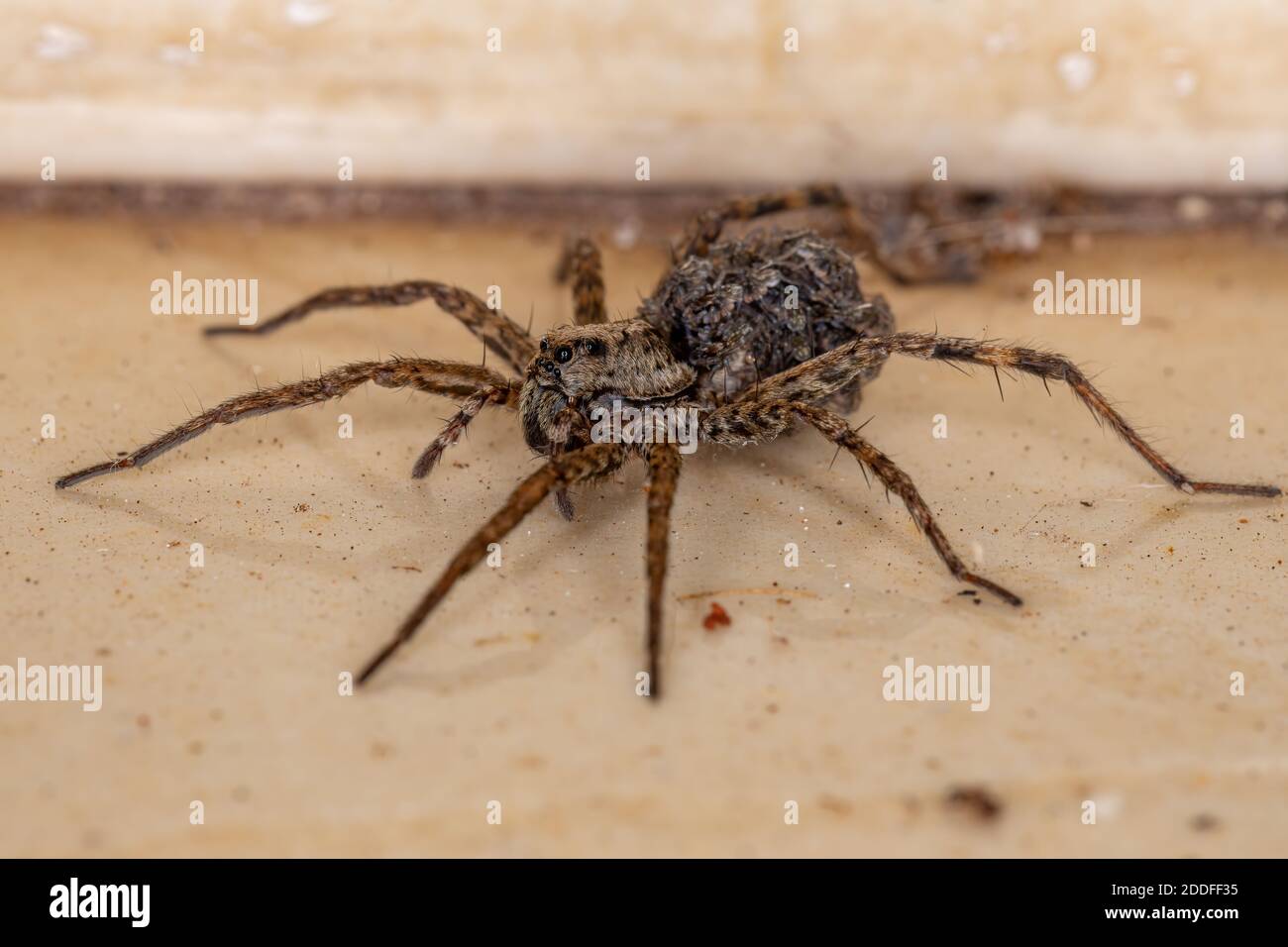 Wolf spiders spiderlings hi-res stock photography and images - Alamy