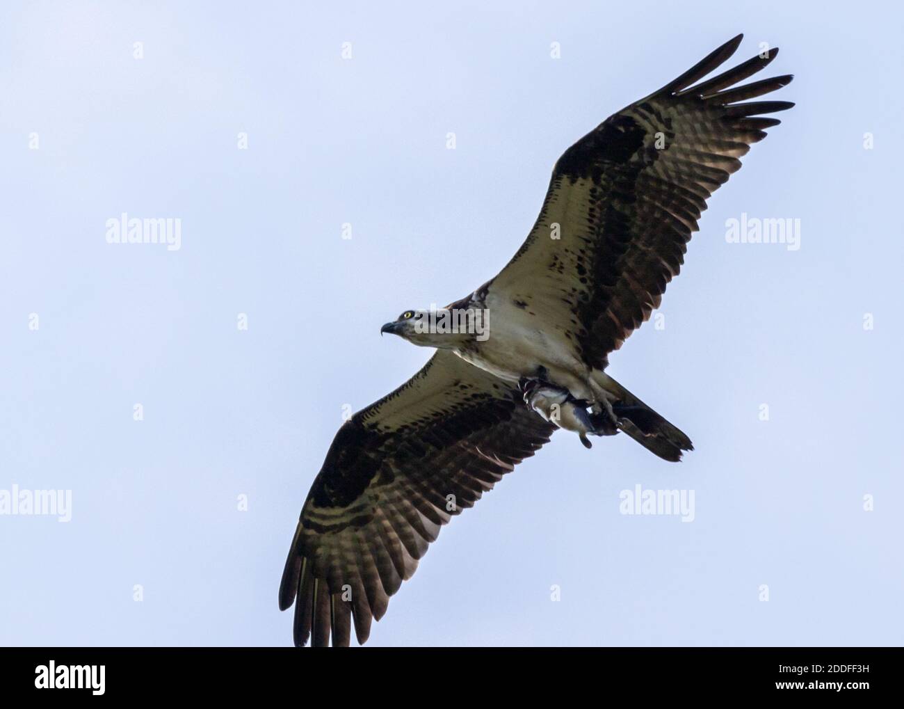Osprey flying low hi-res stock photography and images - Alamy