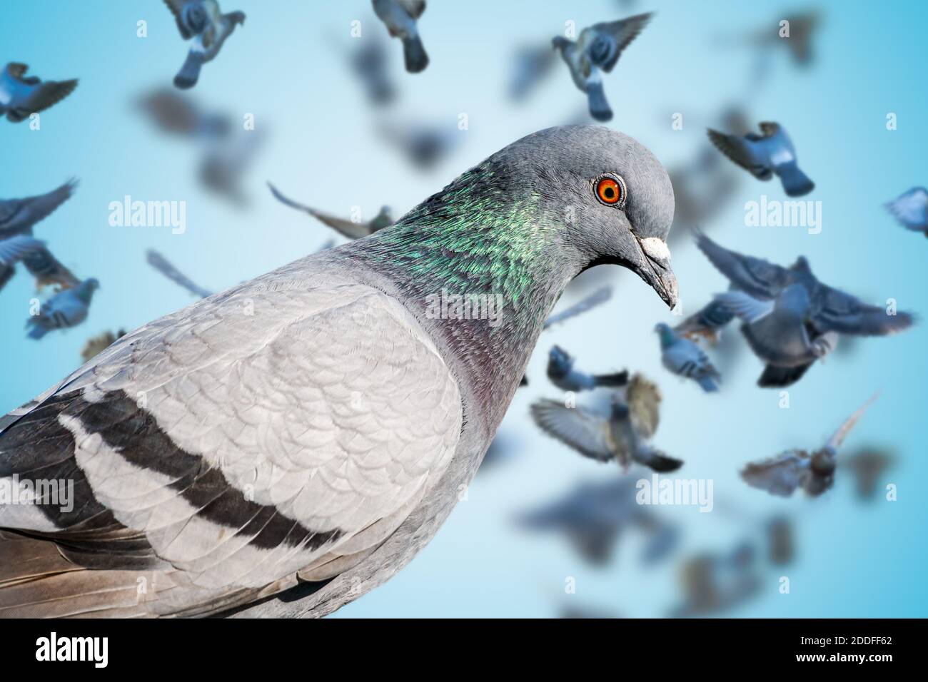 Multiple pigeons hi-res stock photography and images - Alamy