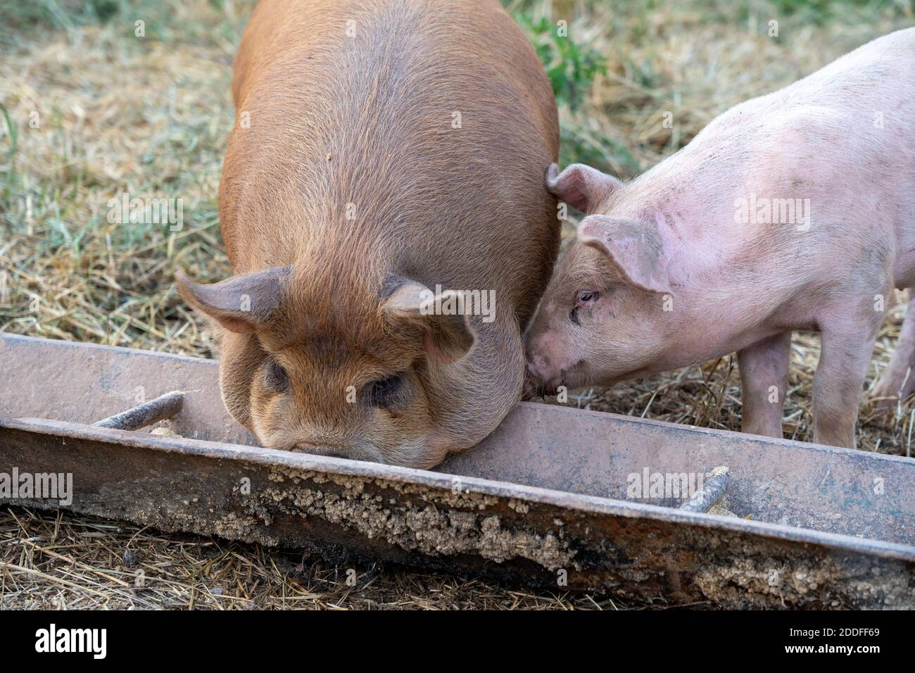 A pig eating out of a trough in the pasture Stock Photo - Alamy