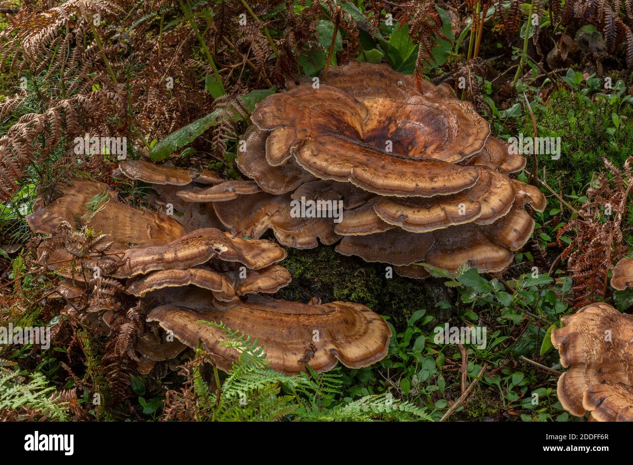 Giant polypore, Meripilus giganteus growing in large clumps at the base ...