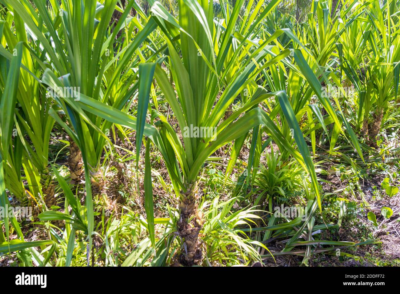 Pandanus plants used in mat weaving in Biliran, Philippines Stock Photo ...