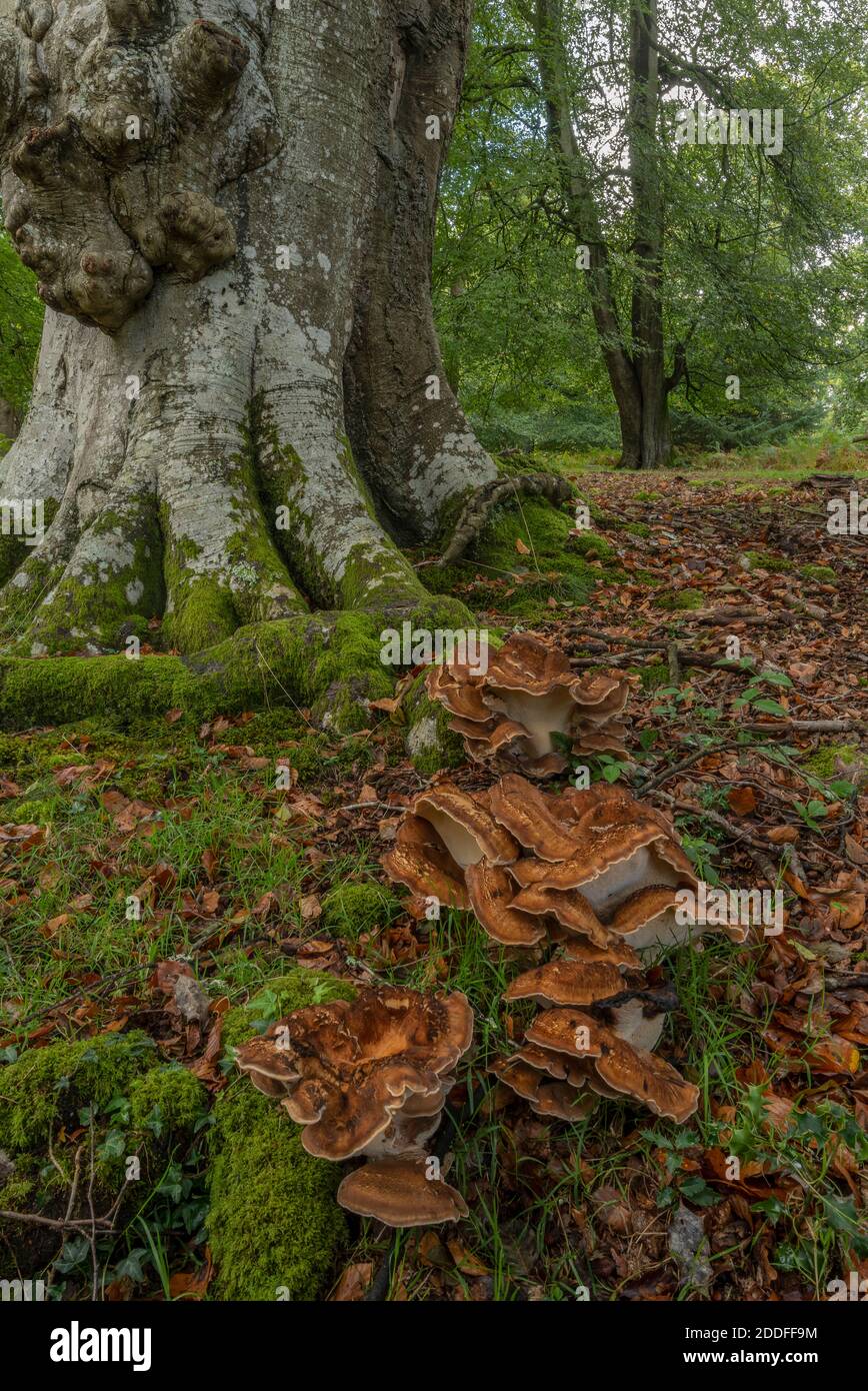 Giant polypore, Meripilus giganteus growing in large clumps at the base ...