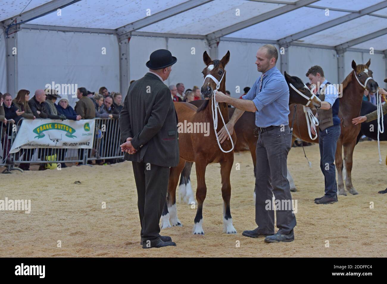 Welsh Cob horses in the show ring being judged at the Royal Welsh ...