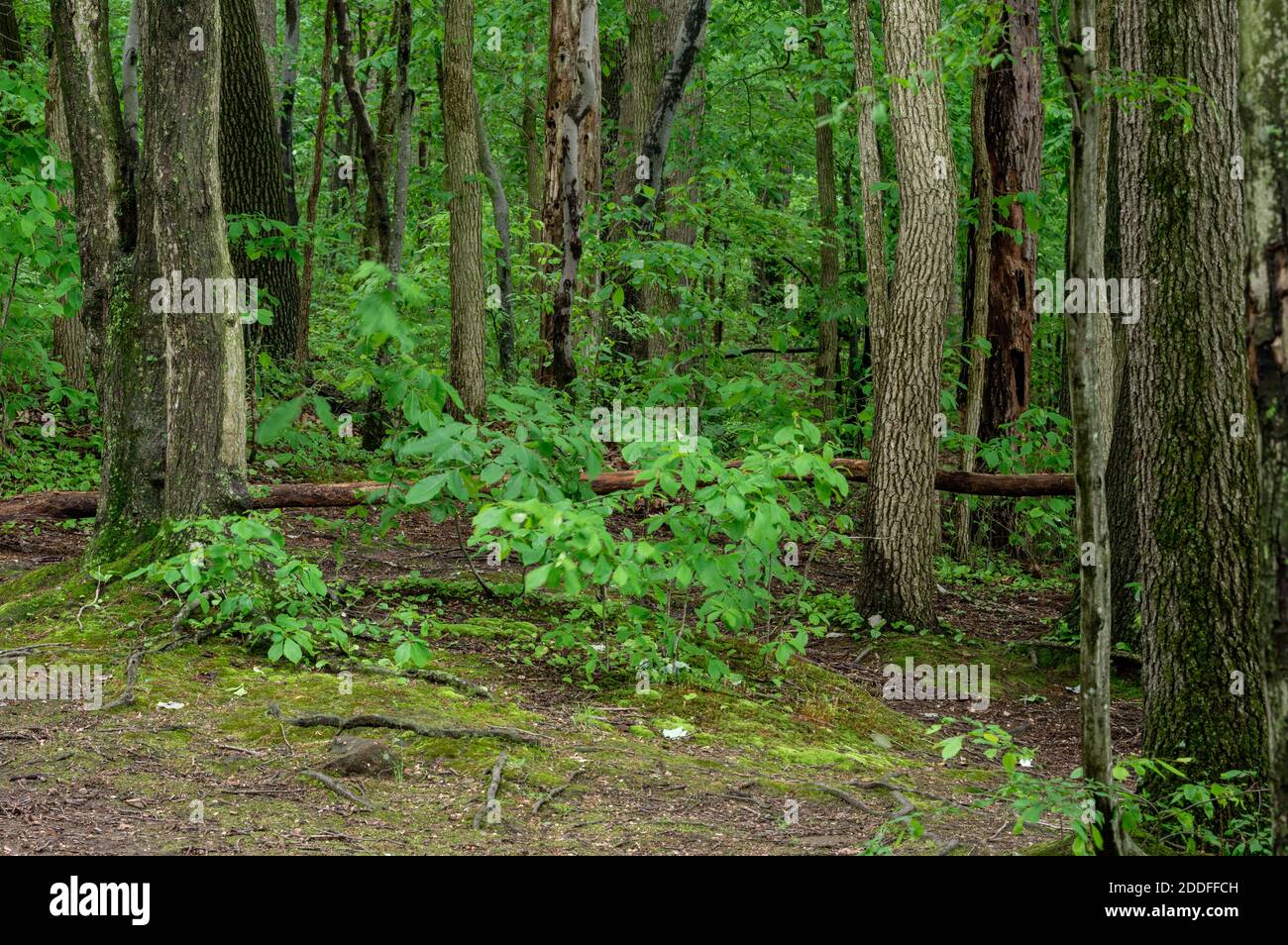 A green forest with trees and shrubs during the daytime Stock Photo - Alamy