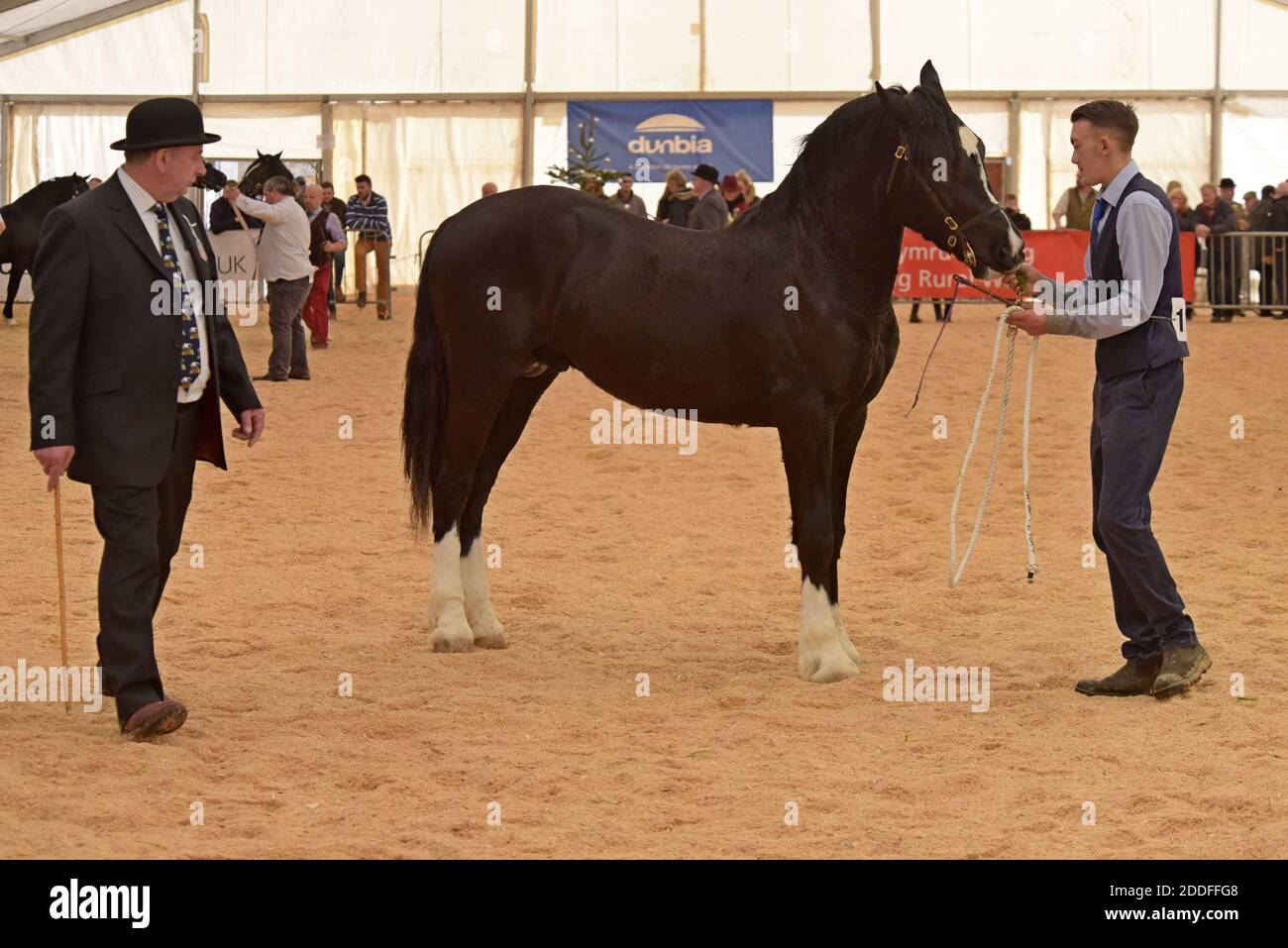 Welsh Cob horses in the show ring being judged at the Royal Welsh ...