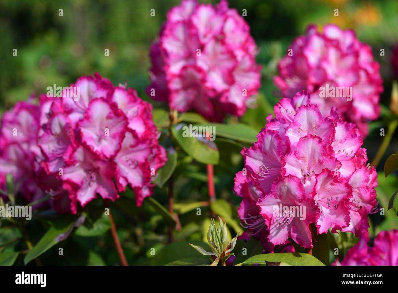 Common rhododendron (Rhododendron ponticum) also called pontic ...