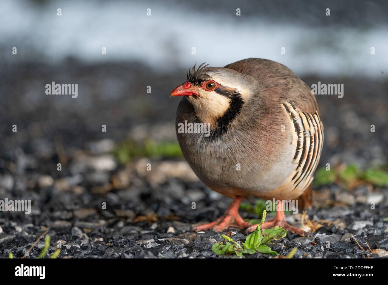A beautiful wild chukar bird in the outdoors Stock Photo - Alamy