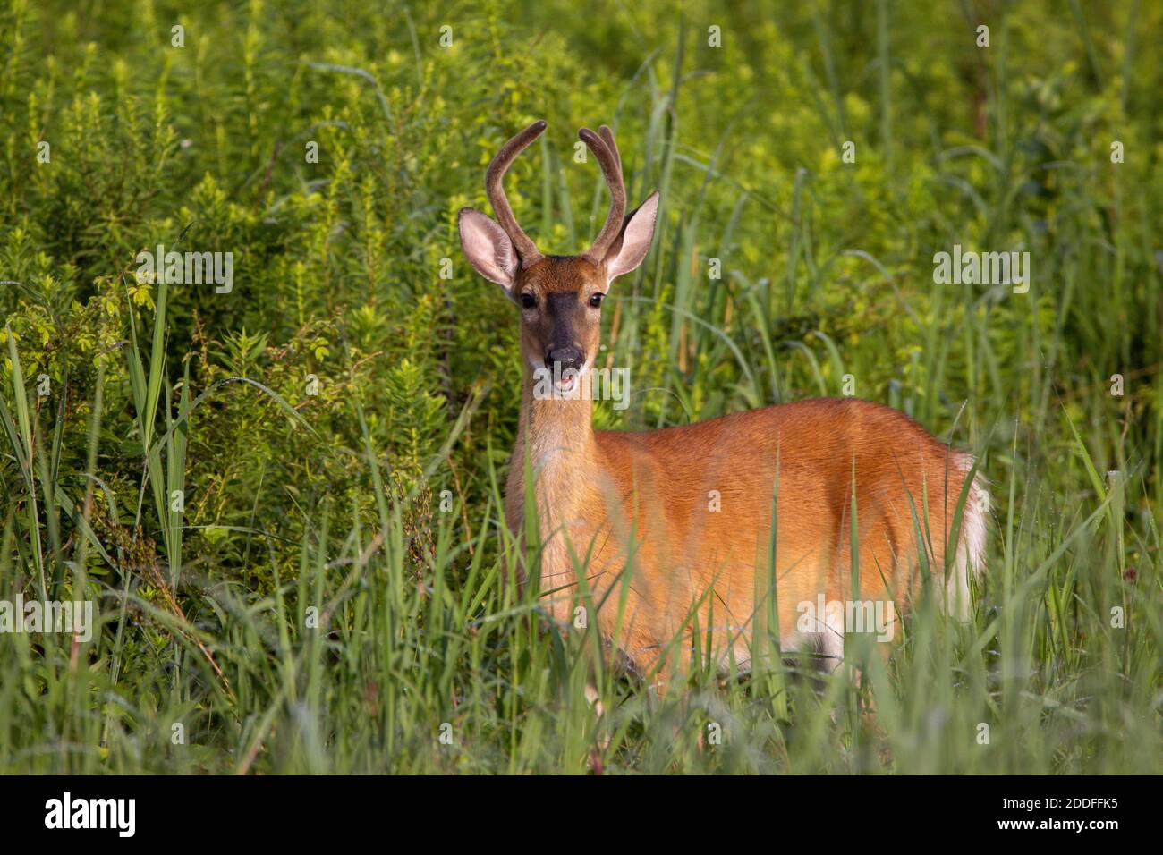 Three point buck hi-res stock photography and images - Alamy
