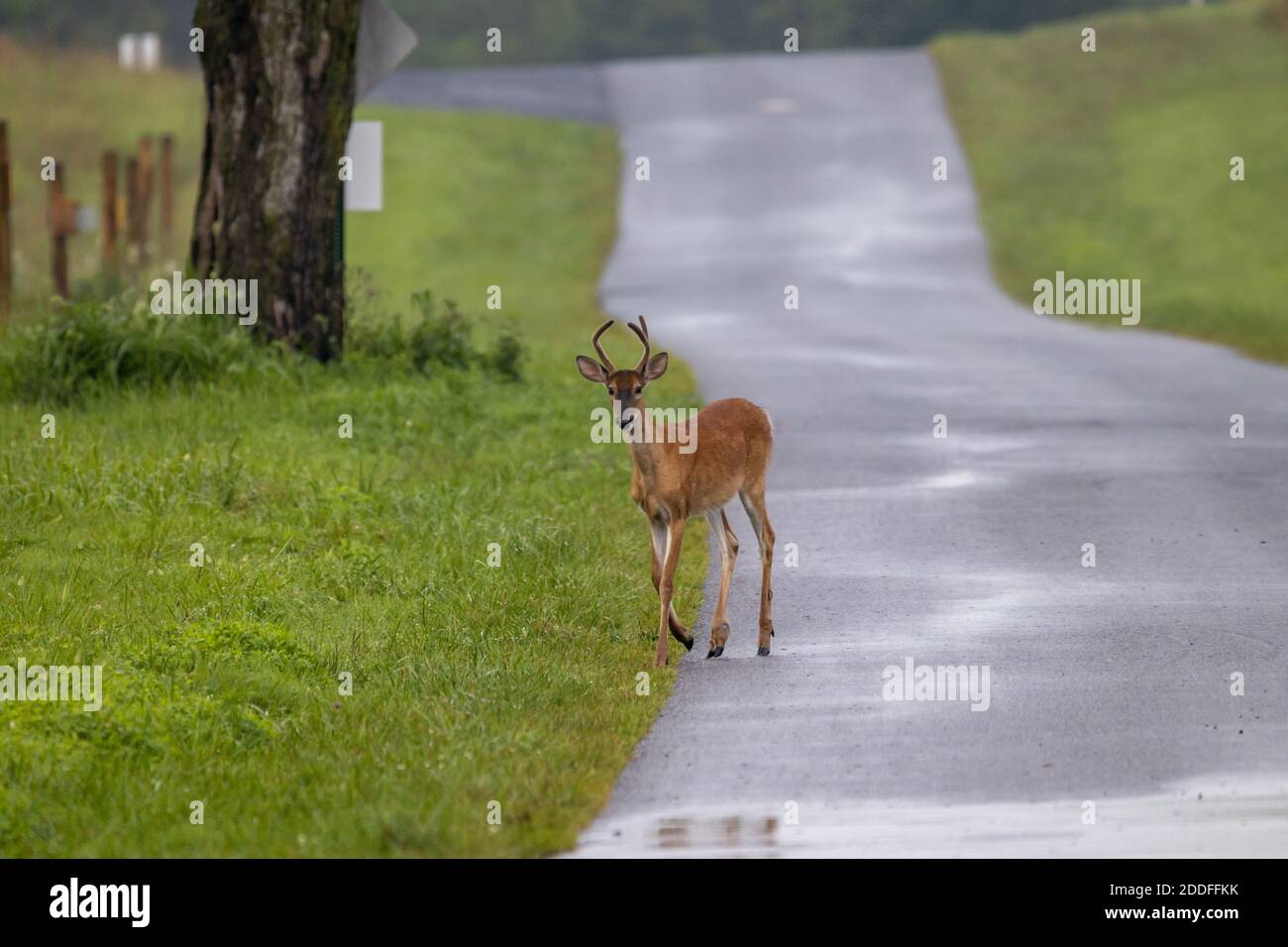 Three point buck hi-res stock photography and images - Alamy