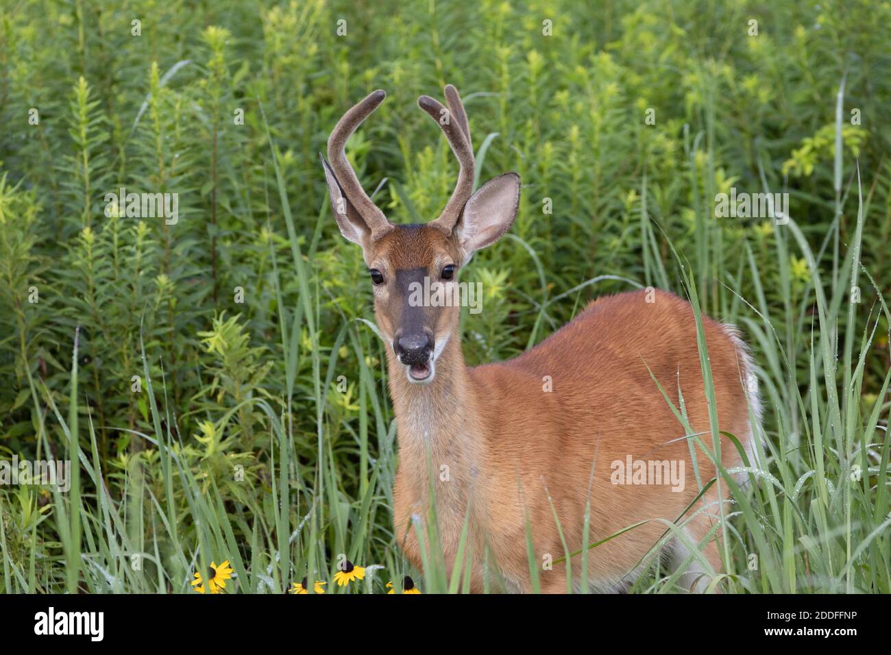 A three-point yearling buck in a grass field Stock Photo - Alamy