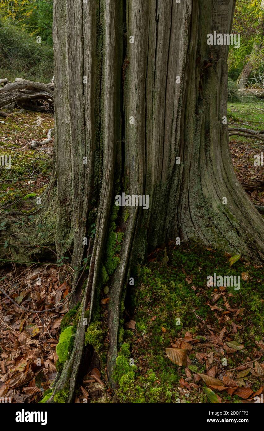 Fluted old Beech trunk in Mark Ash Wood, New Forest Stock Photo - Alamy