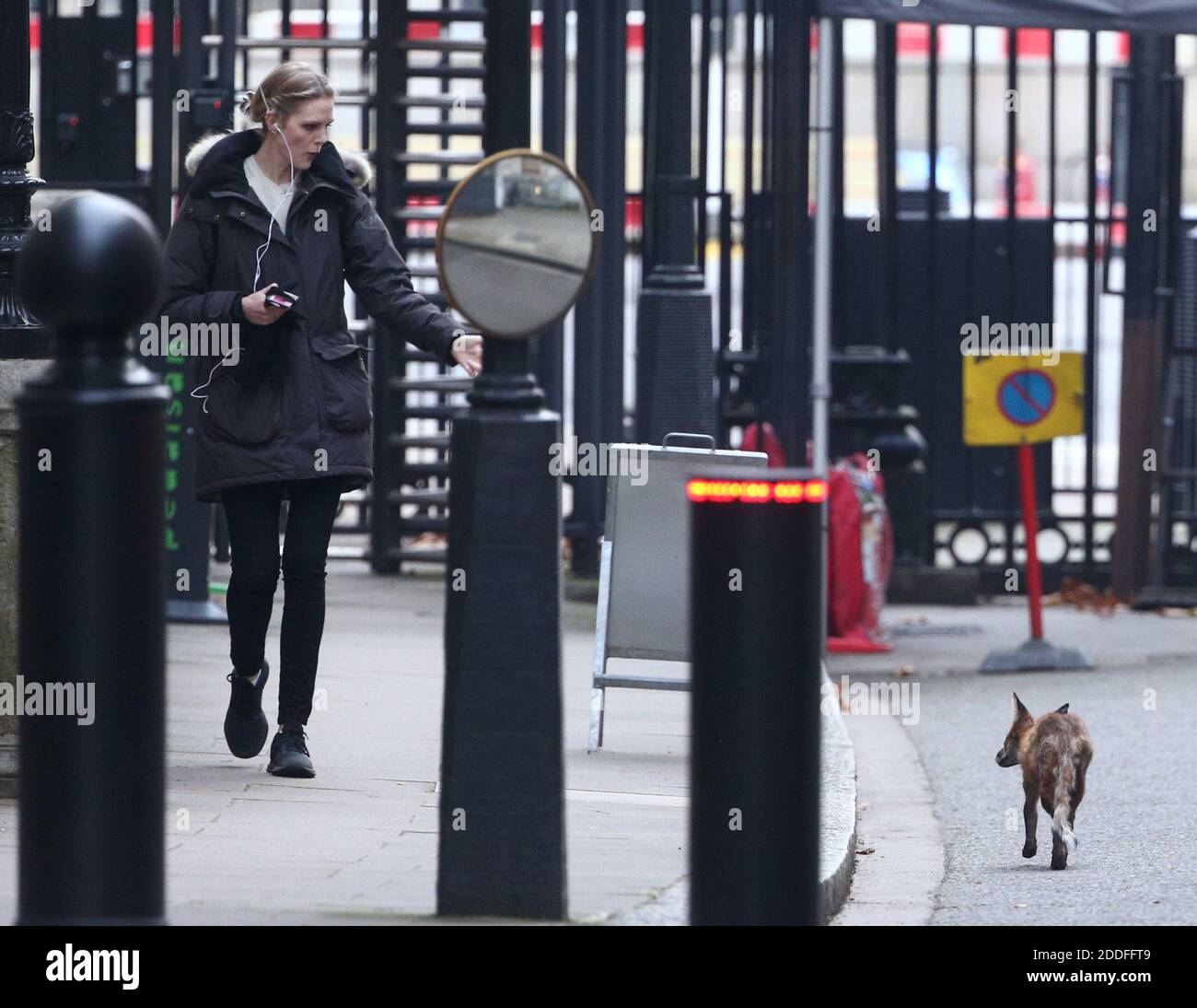 UK Government Adviser Cleo Watson walks past a fox in Downing Street ...