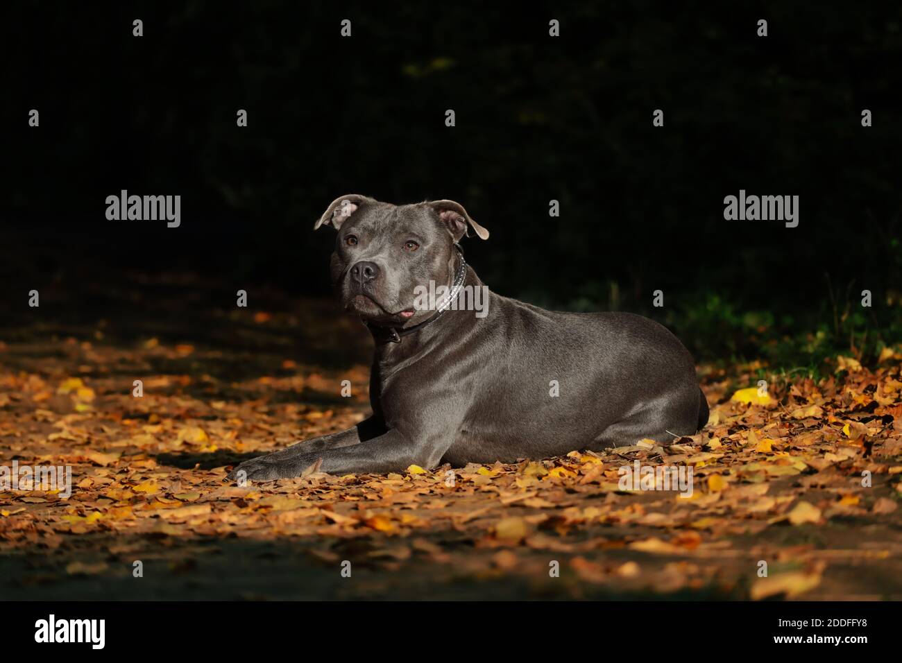 English Staffordshire Bull Terrier Lies Down on Colorful Fallen Leaves ...
