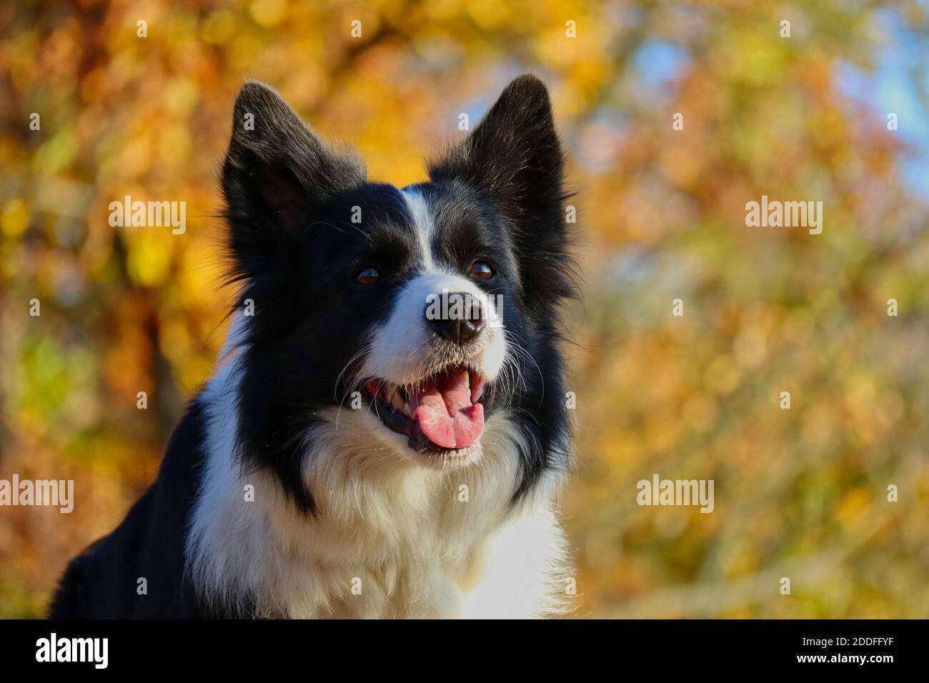 Closeup of Happy Border Collie with Smile on its Face in Sunny Autumn ...