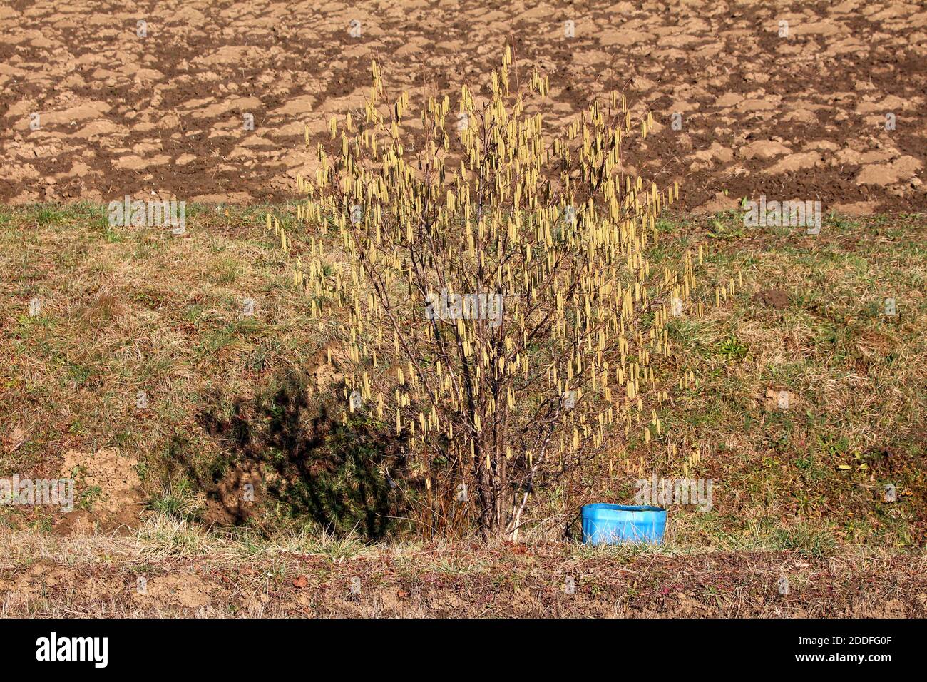Common hazel or Corylus avellana small tree with multiple branches full ...