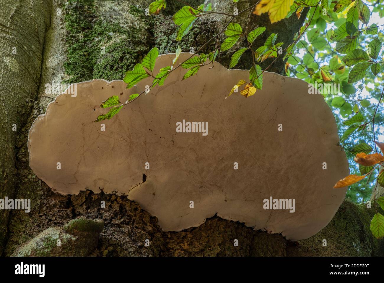 Southern Bracket, Ganoderma australe, growing on old beech tree, New ...