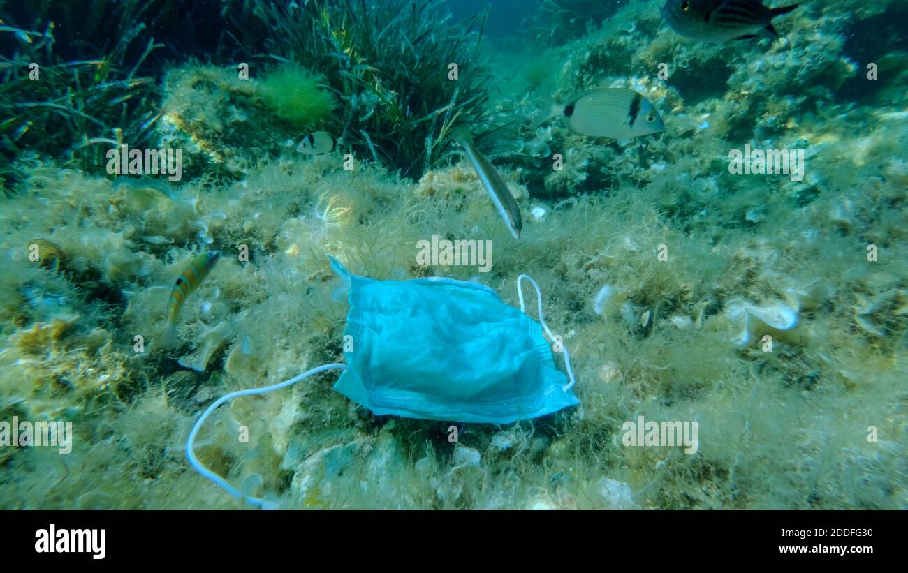 Used face mask lies on seabed nearby swims school of wrasse fish ...
