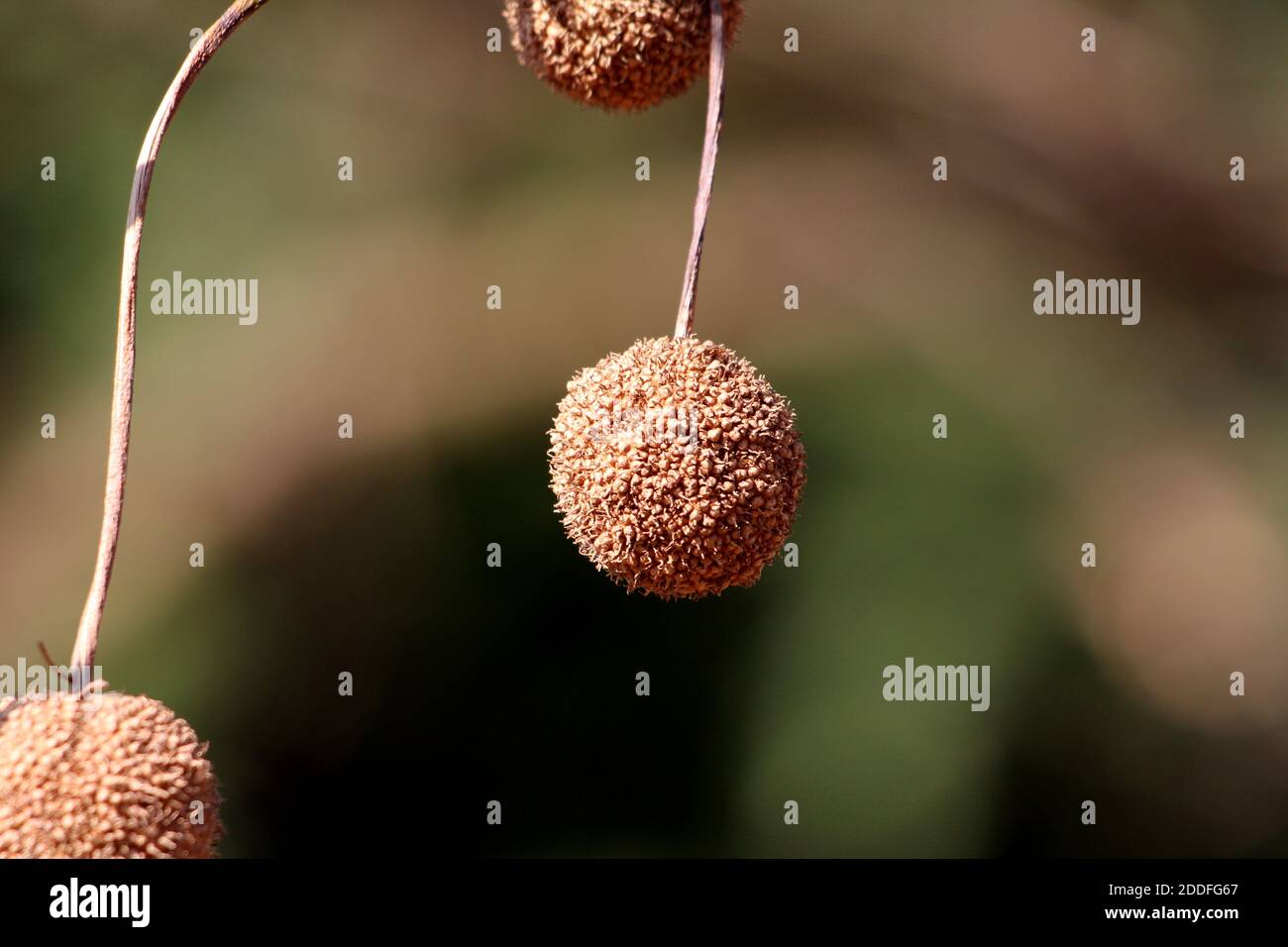 Few London plane or Platanus × acerifolia or London planetree or Hybrid ...