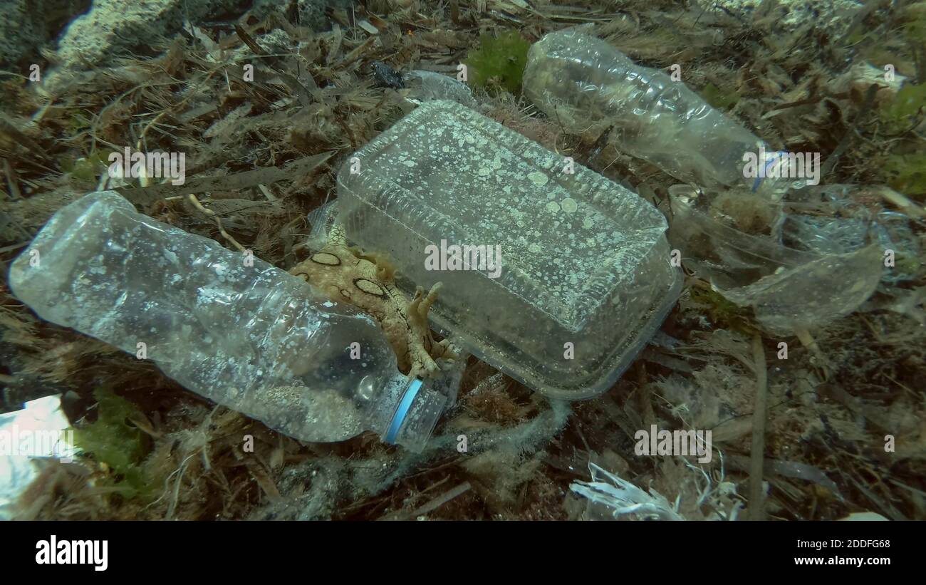 Massive plastic pollution of the ocean bottom. Seabed covered with a ...