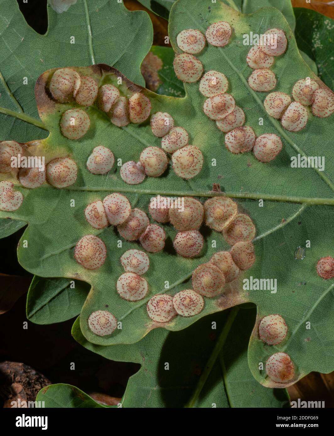 Common spangle gall, Neuroterus quercusbaccarum, on the underside of ...