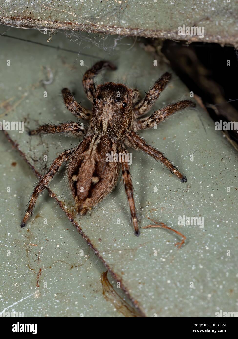 Jumping Spider of the species Plexippus paykulli Stock Photo - Alamy