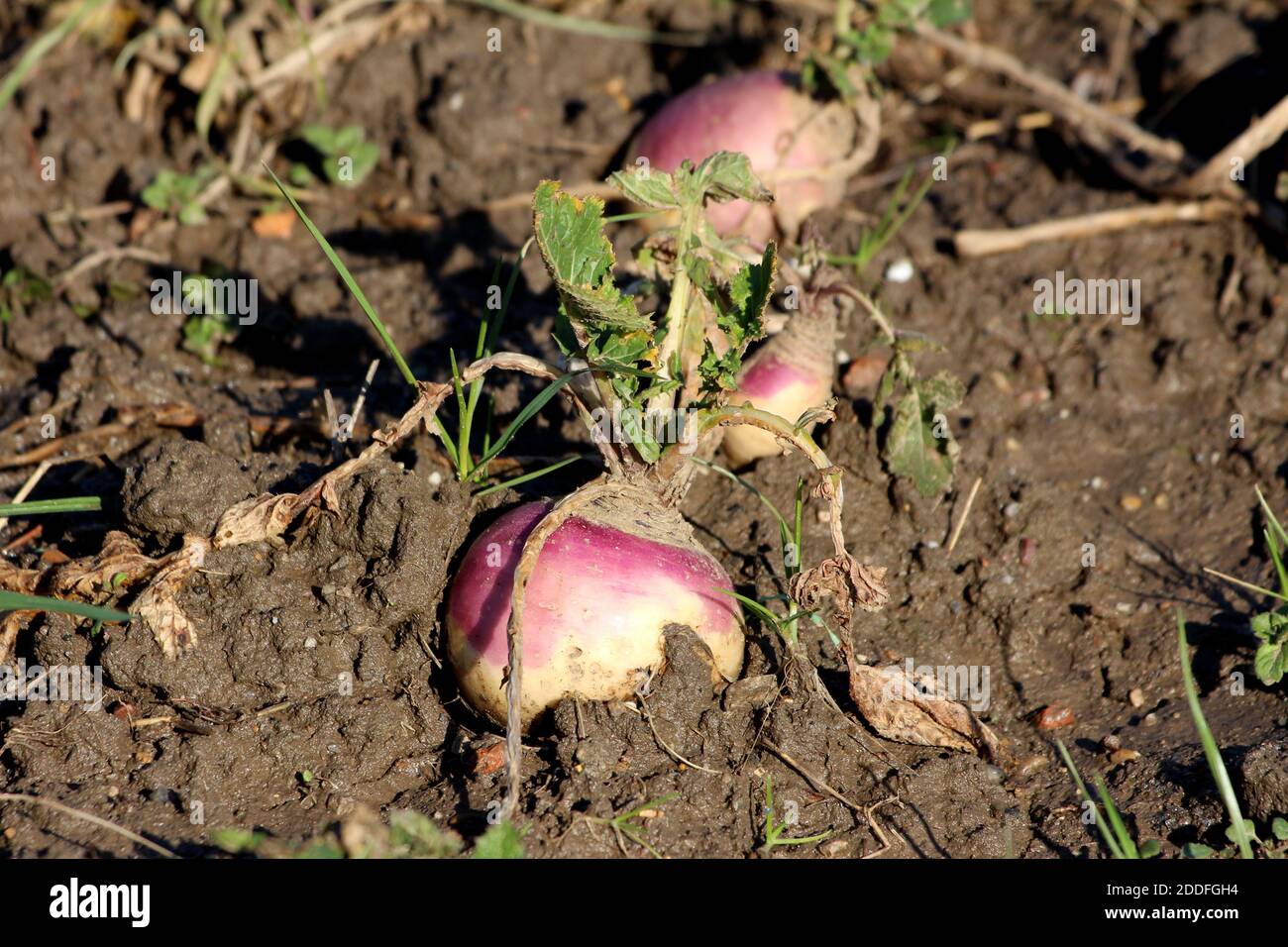 Edible roots hi-res stock photography and images - Alamy