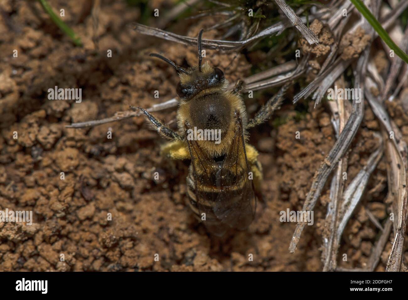 Common Colletes, Colletes succinctus, with pollen around colonial ...