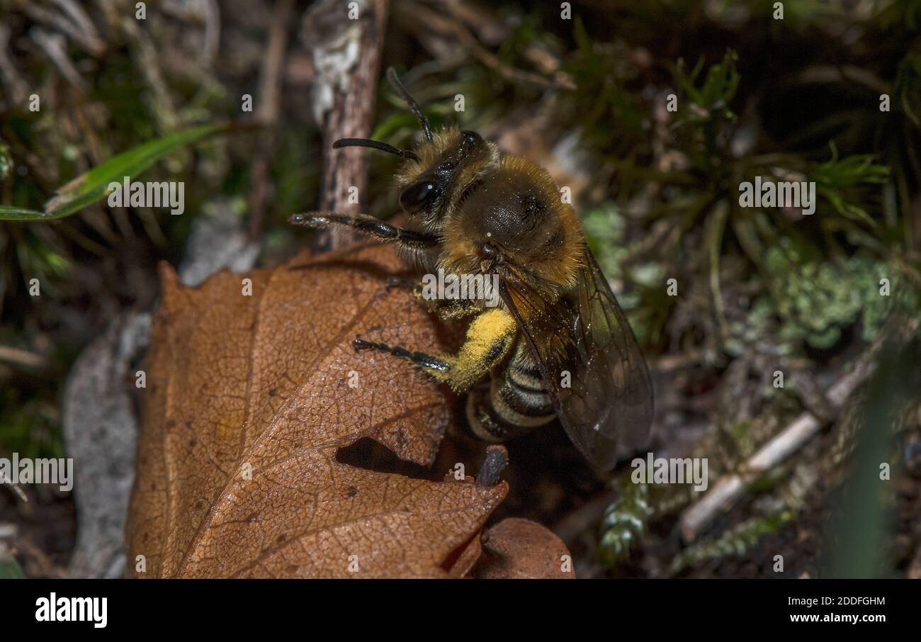 Common Colletes, Colletes succinctus, with pollen around colonial ...